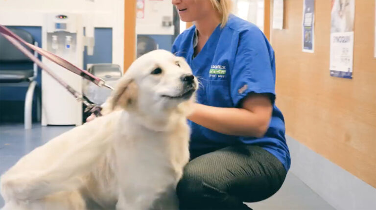 Vets In Swansea & Neath | St James Veterinary Group