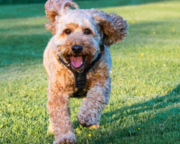 Pet Health Plan : St James Veterinary Group